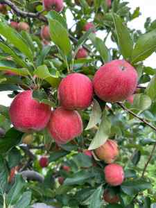 Doe Orchards - Harvard, MA | Doe Orchards Farm Stand and Pick your Own ...