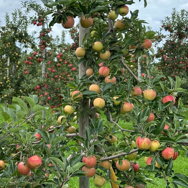 Doe Orchards - Harvard, MA | Doe Orchards Farm Stand and Pick your Own ...