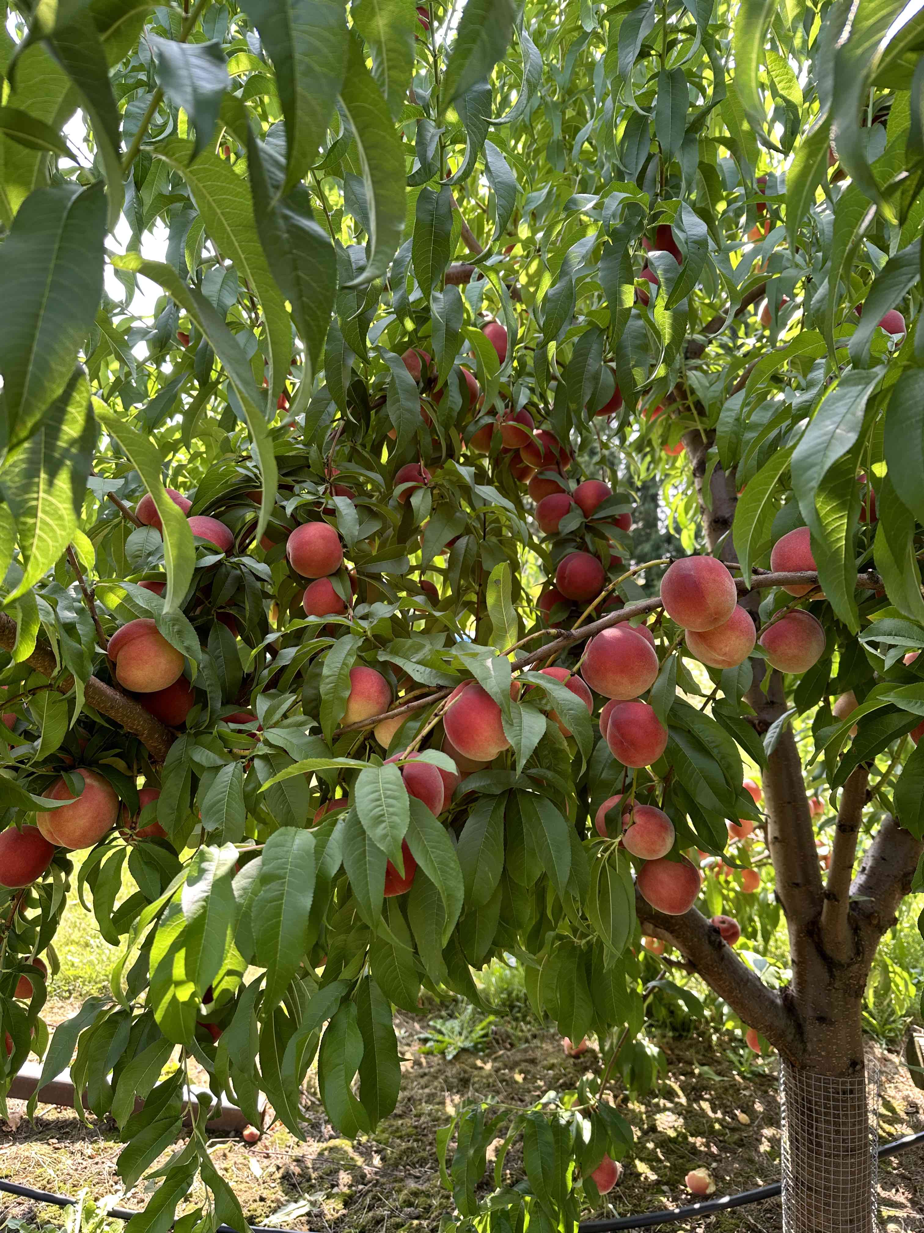 Doe Orchards - Harvard, MA | Doe Orchards Farm Stand and Pick your Own ...