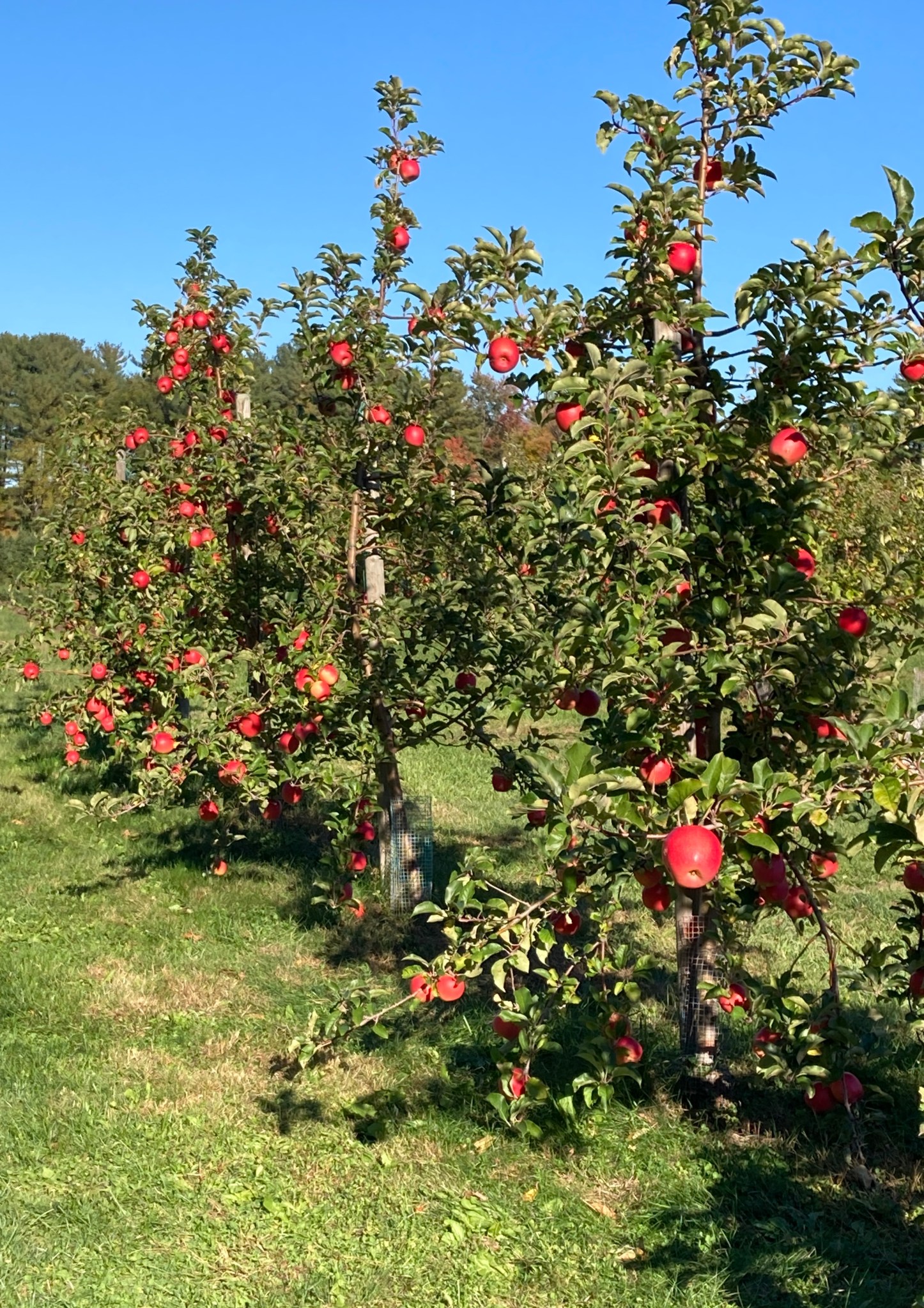 Doe Orchards - Harvard, MA | Doe Orchards Farm Stand and Pick your Own ...